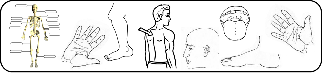 liggaam | © My Klaskamer - idees en gedagtes uit 'n juffrou se pen