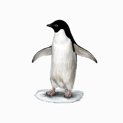 Pikkewyn | © My Klaskamer - idees en gedagtes uit 'n juffrou se pen